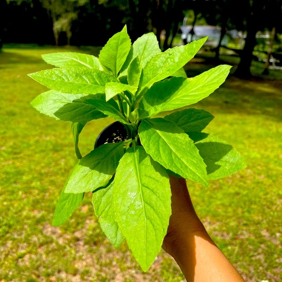 Gynura | Accessories | Gynura Procumbens Edible Plant | Poshmark